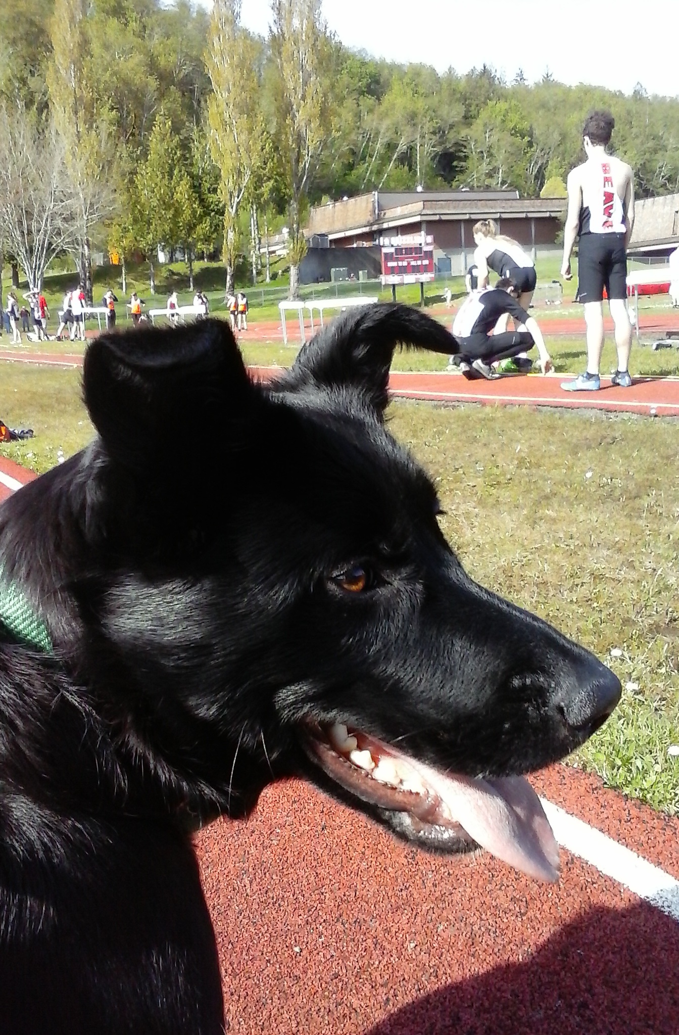 Track Kimber close up | Pages & Paws